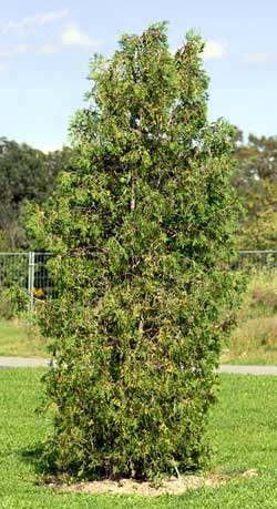 thuja
